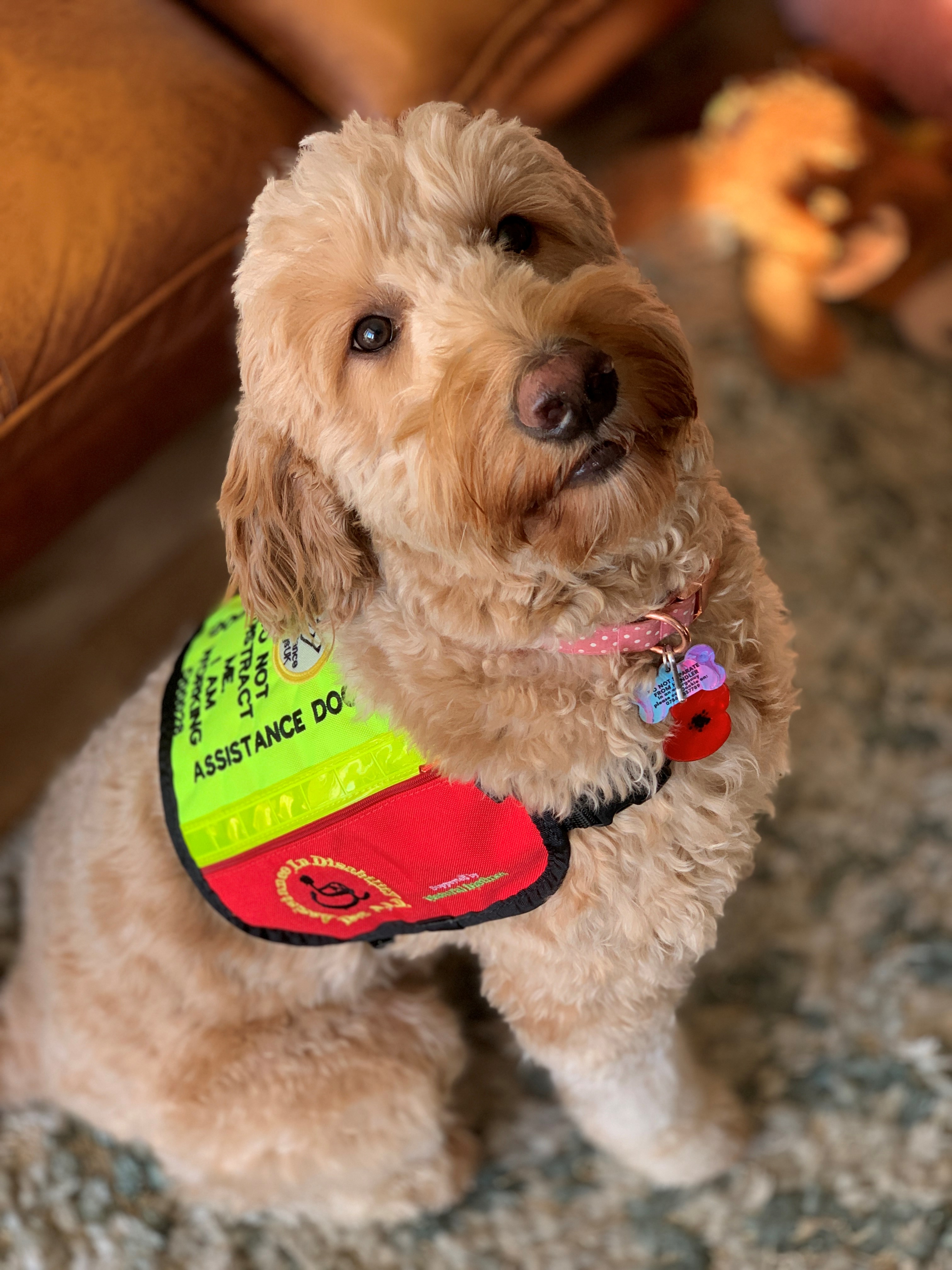 Dog assistance in Disability | Localgiving